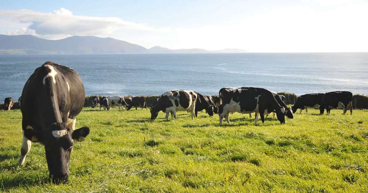 Dairy Beef Sires | Dovea Genetics | A.I. Supplies