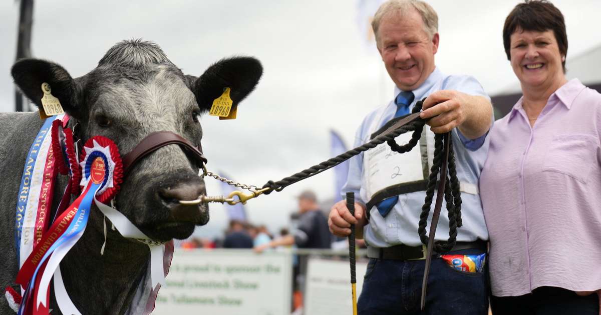 Celebrating the Sires Behind Tullamore Show’s Top Winners