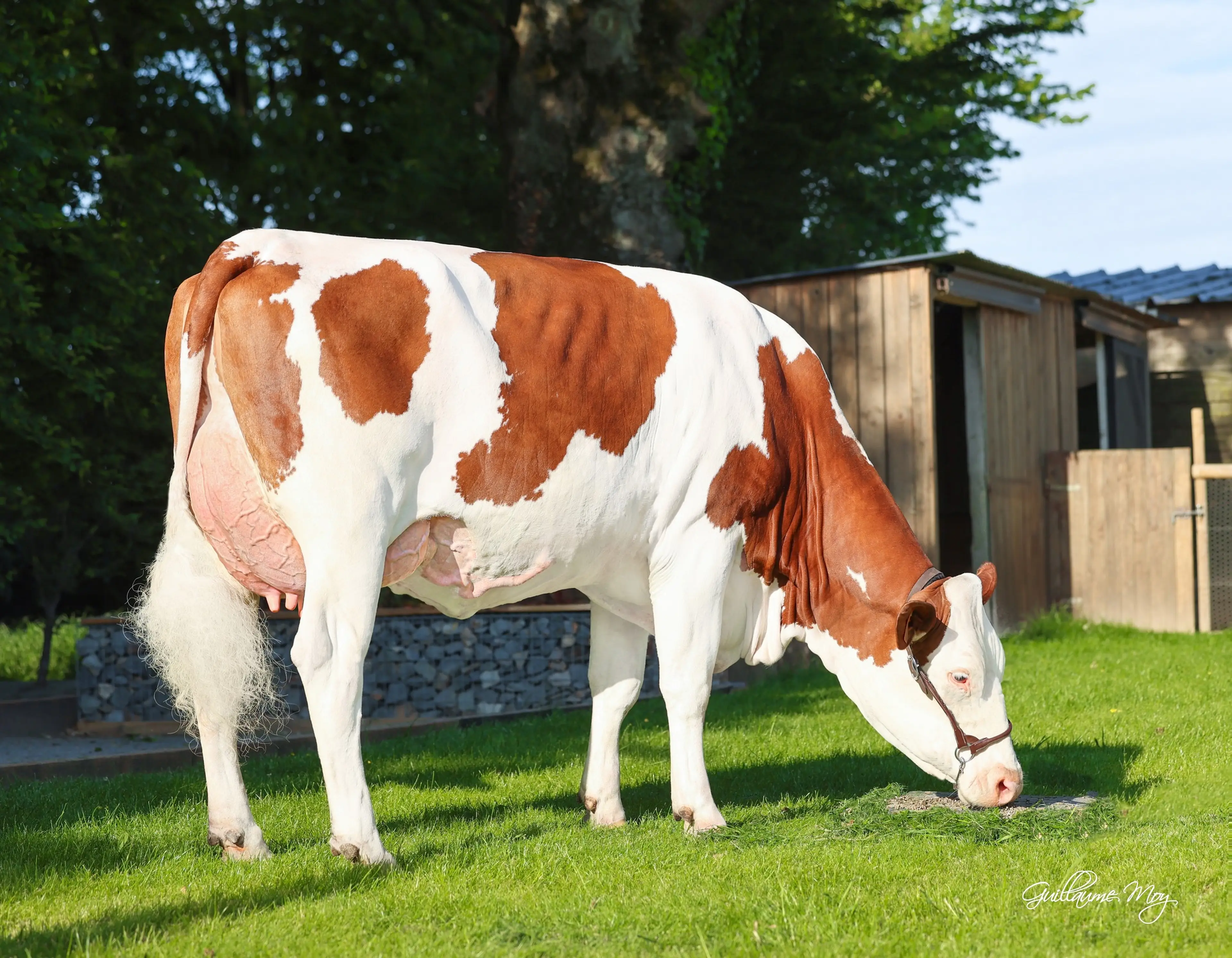 Dovea Genetics | Suppliers of Dairy and Beef Semen