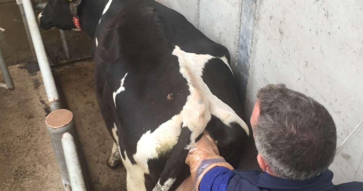 Dovea Genetics | DIY AI Training